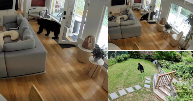 Mini-guarda costas de quatro patas afugenta urso intruso de casa até à ...